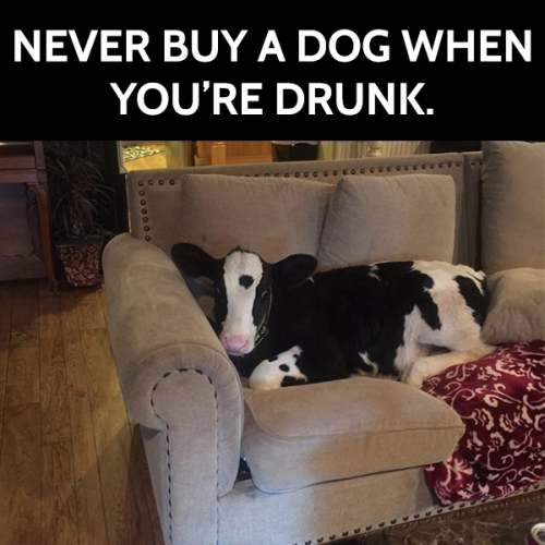 10 Best Funny Drunk Memes. - Dr. Wetbrain Presents
